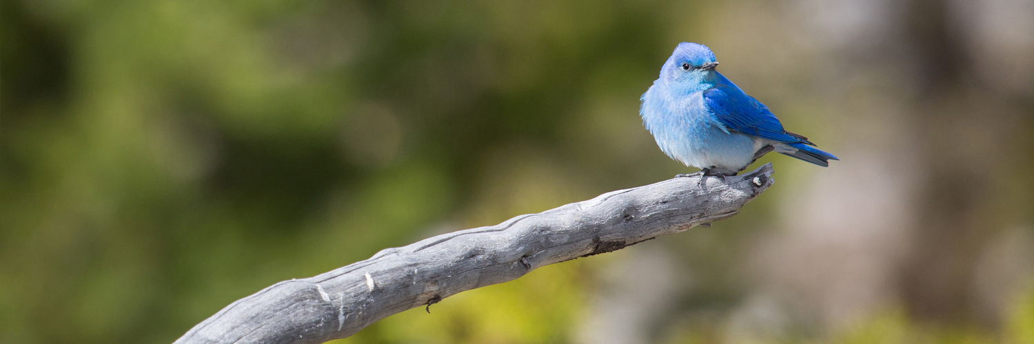 Wildlife Viewing & Birdwatching - Destination Yellowstone