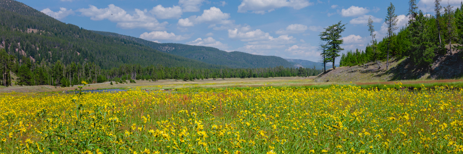 Warm Weather – Embrace the Warmth - Destination Yellowstone