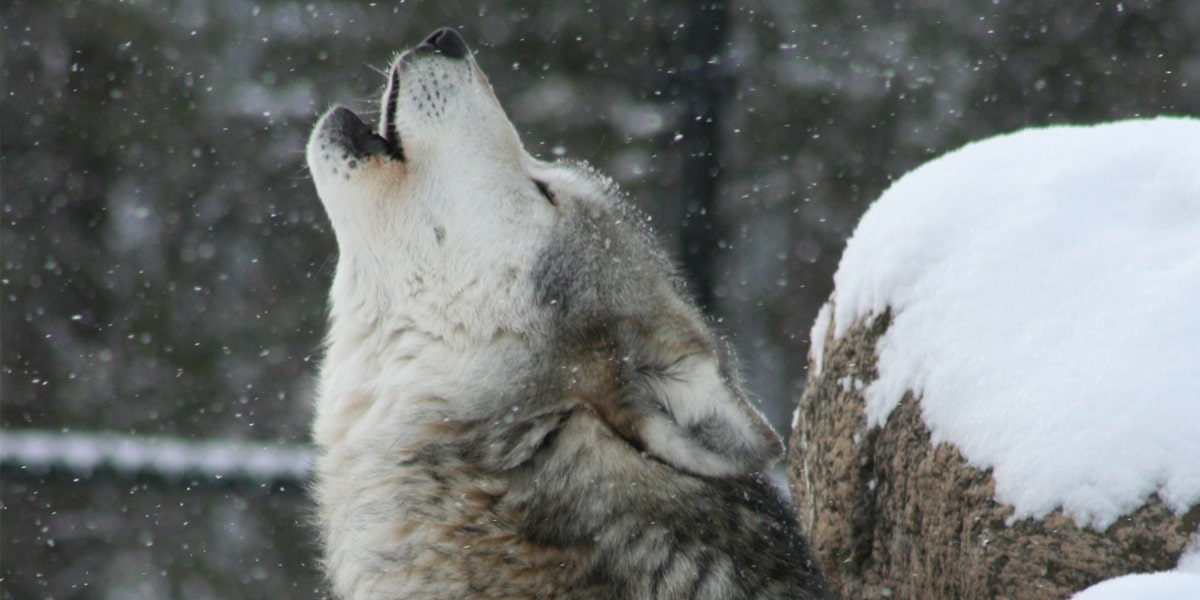 Wildlife of Yellowstone - Destination Yellowstone