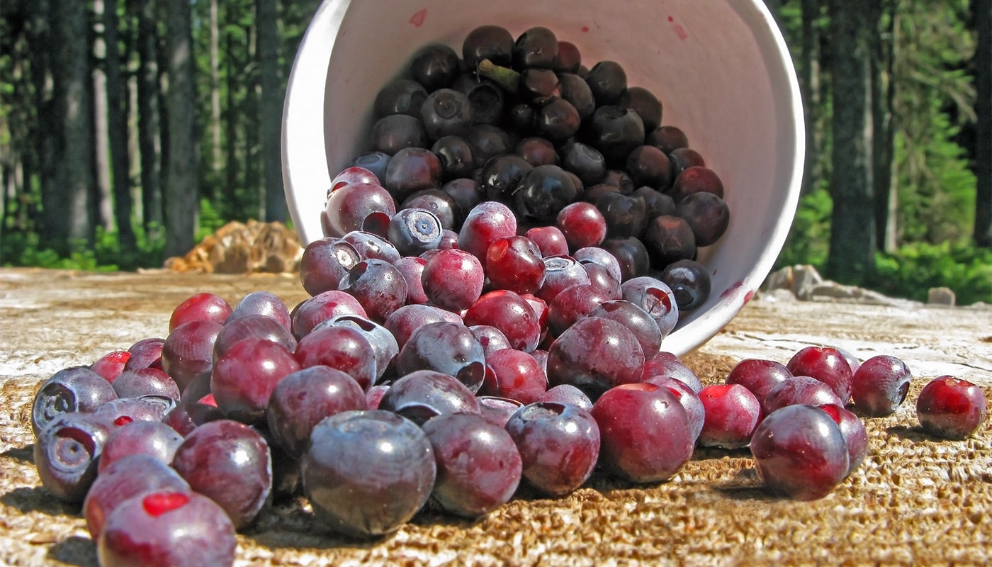 Huckleberry Season in West Yellowstone - Destination Yellowstone
