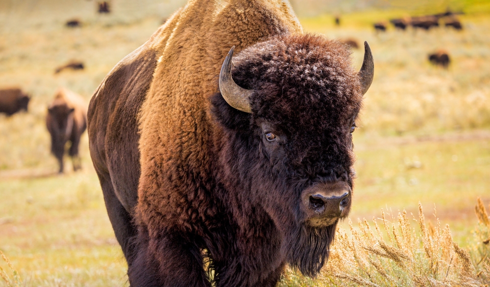 Wildlife Guide to Yellowstone’s West Entrance