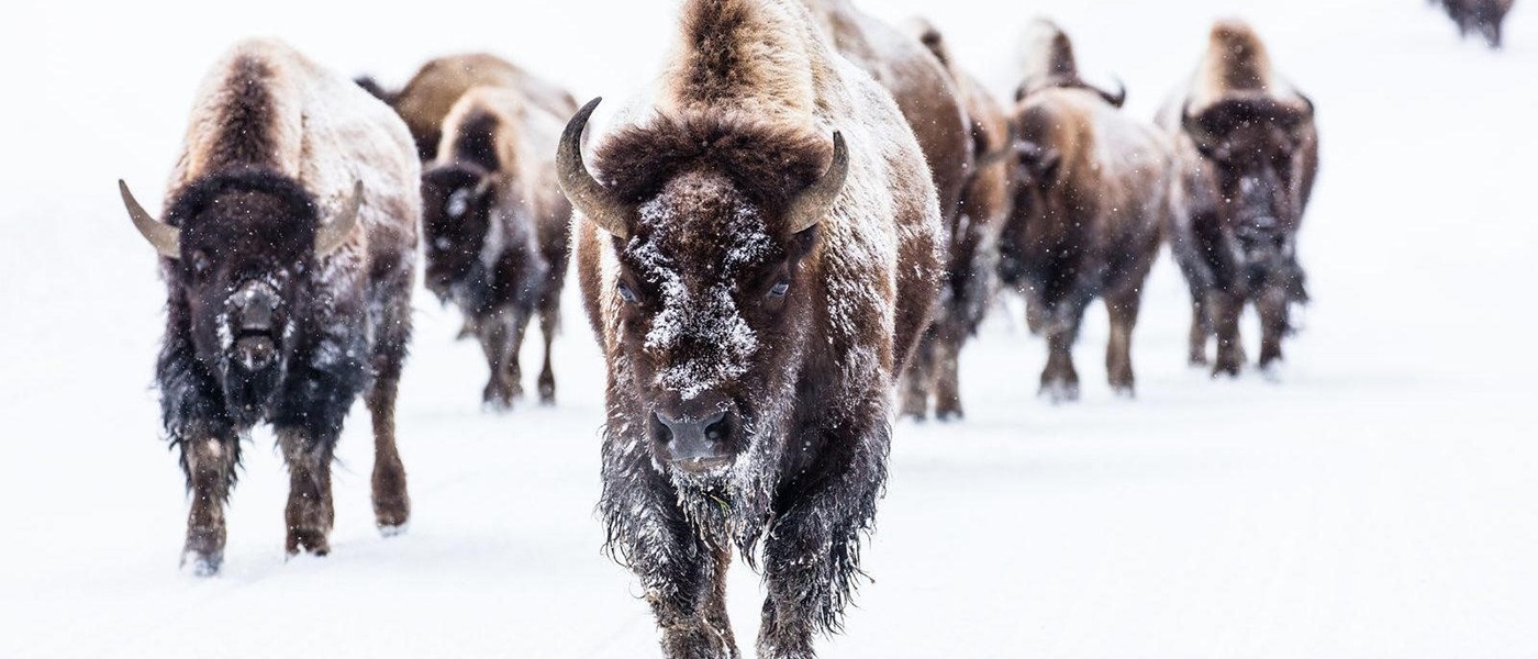 Yellowstone Wildlife in Winter Guide Near West Entrance