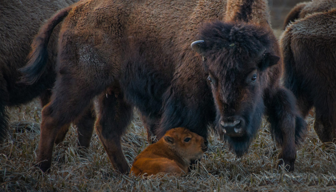Yellowstone Wildlife in April: Baby Bison Season